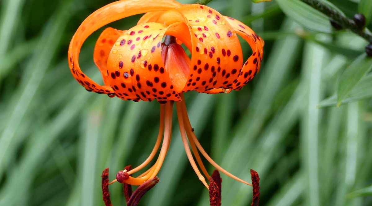 How to Plant, Grow and Care For Lilies