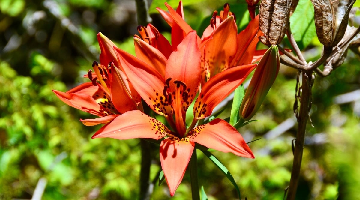 Red Tiger Lily Flower