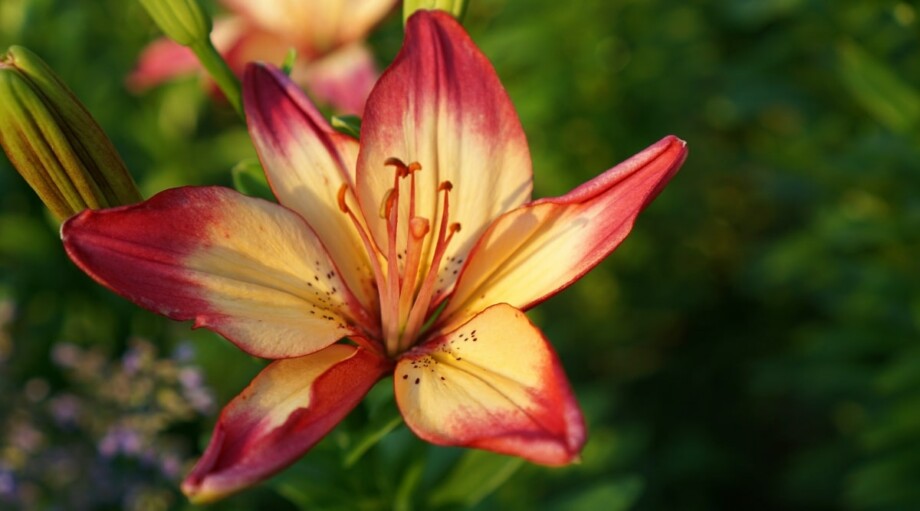How to Plant, Grow and Care For Lilies