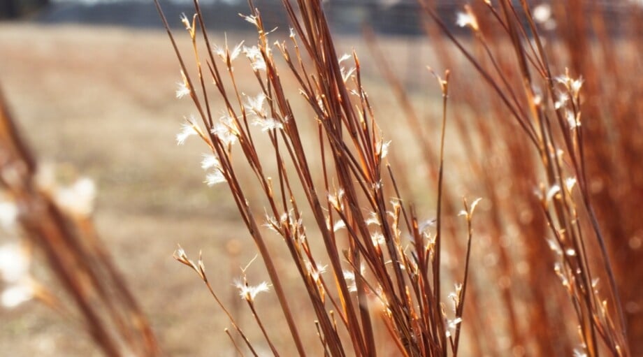How to Plant, Grow, and Care for Little Bluestem