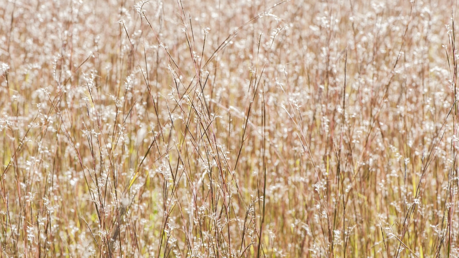 How to Plant, Grow, and Care for Little Bluestem