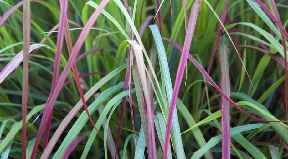 How to Plant, Grow, and Care for Little Bluestem