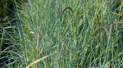 How to Plant, Grow, and Care for Little Bluestem