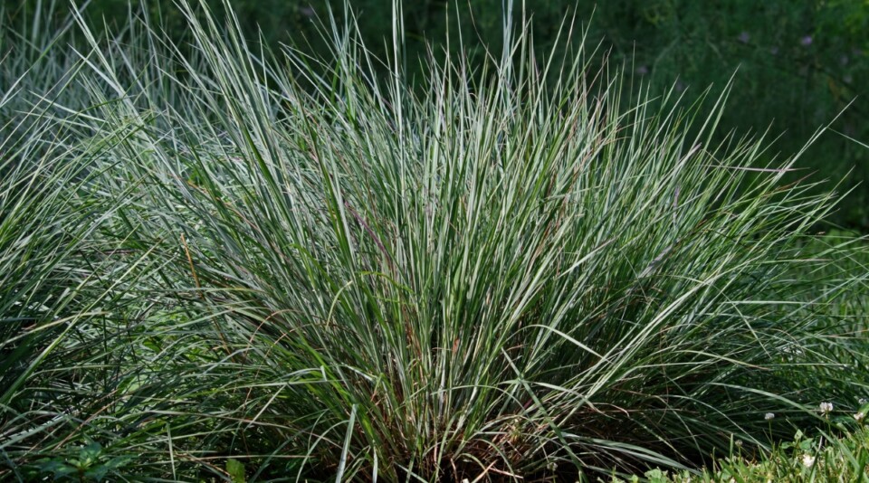 How to Plant, Grow, and Care for Little Bluestem