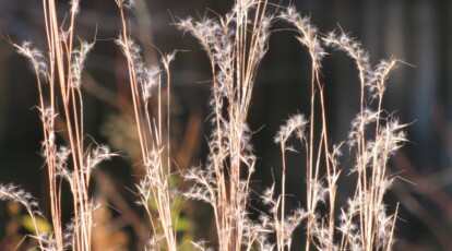 How to Plant, Grow, and Care for Little Bluestem