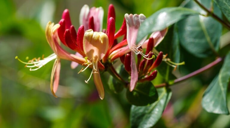 31 Nectar-Rich Flowers for Pollinators