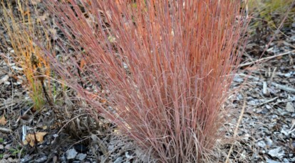 How to Plant, Grow, and Care for Little Bluestem