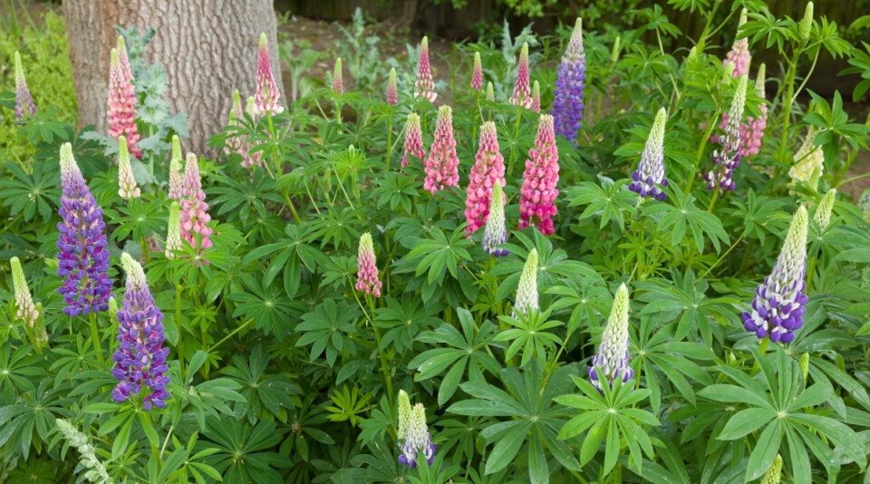 Are Lupines Annual, Biennial, or Perennial Plants?