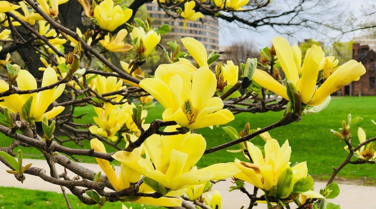 11 Different Types of Bright Yellow Magnolia Tree Varieties