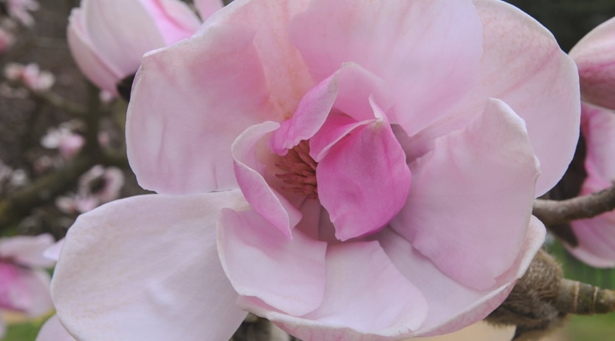 11 Different Types of Pink Flowering Magnolia Tree Varieties