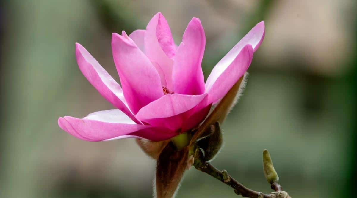 9 Different Types of Purple Flowering Magnolia Tree Varieties