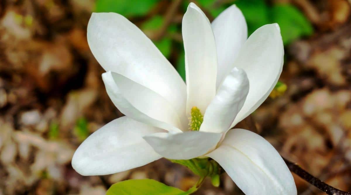 15 Varieties of Magnolia Trees With White Flowers