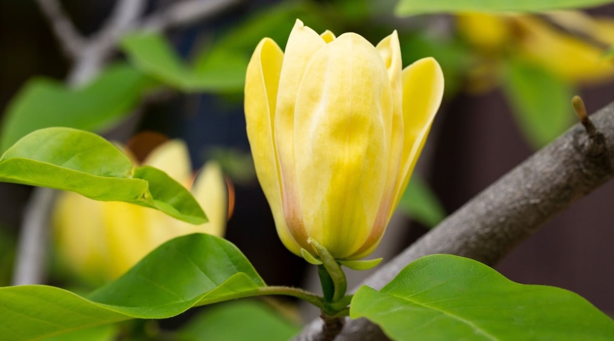 11 Different Types of Bright Yellow Magnolia Tree Varieties