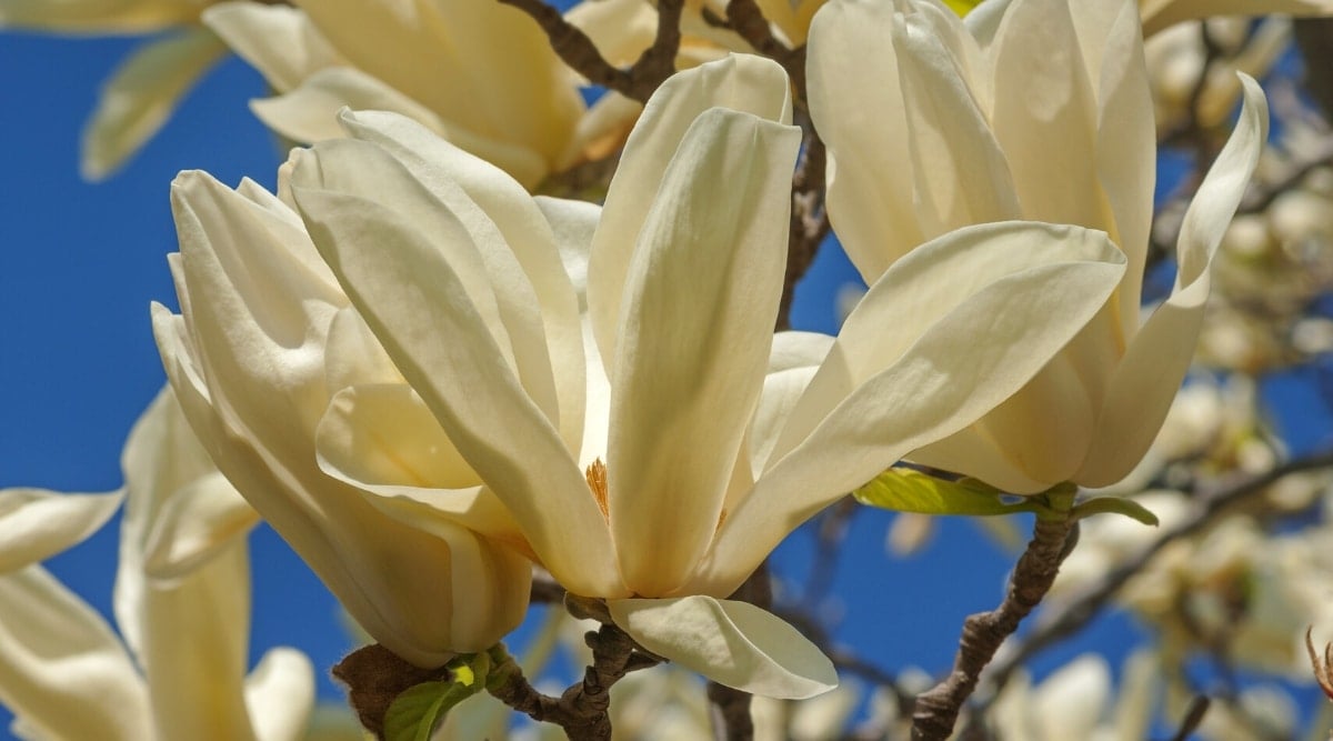 11 Different Types of Bright Yellow Magnolia Tree Varieties