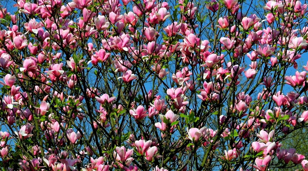9 Different Types of Purple Flowering Magnolia Tree Varieties