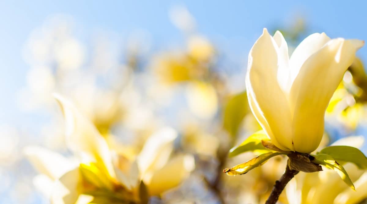 11 Different Types of Bright Yellow Magnolia Tree Varieties