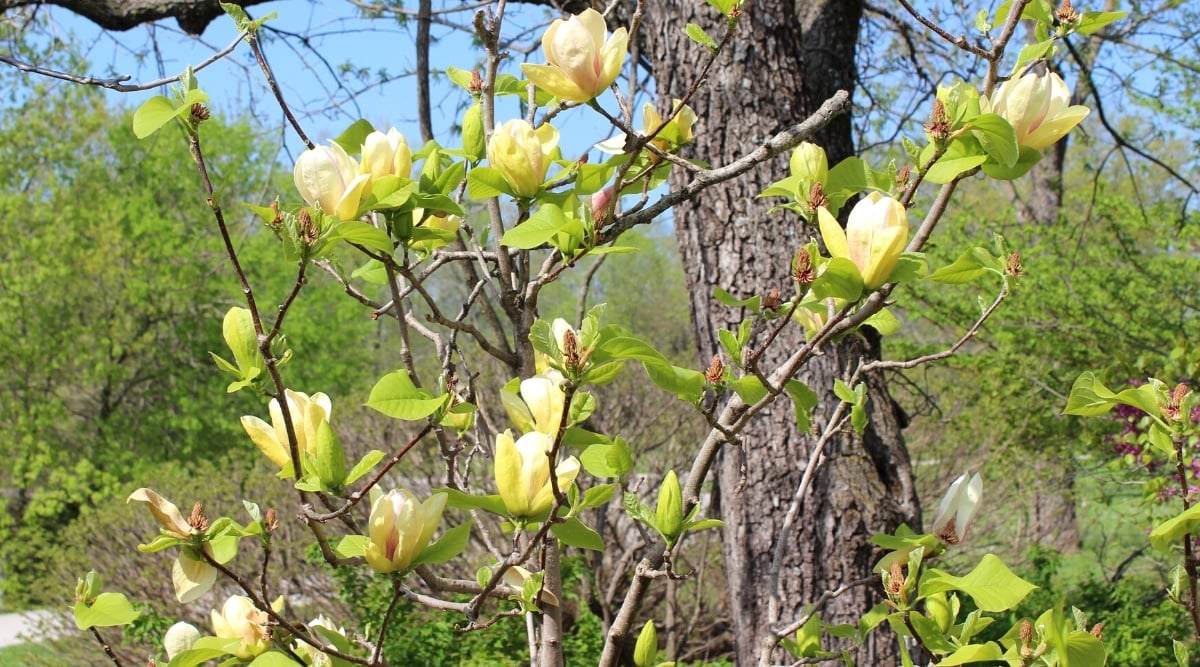 11 Different Types of Bright Yellow Magnolia Tree Varieties