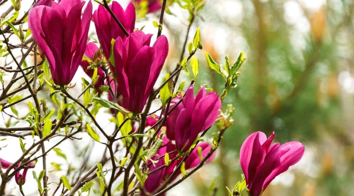 9 Different Types of Purple Flowering Magnolia Tree Varieties