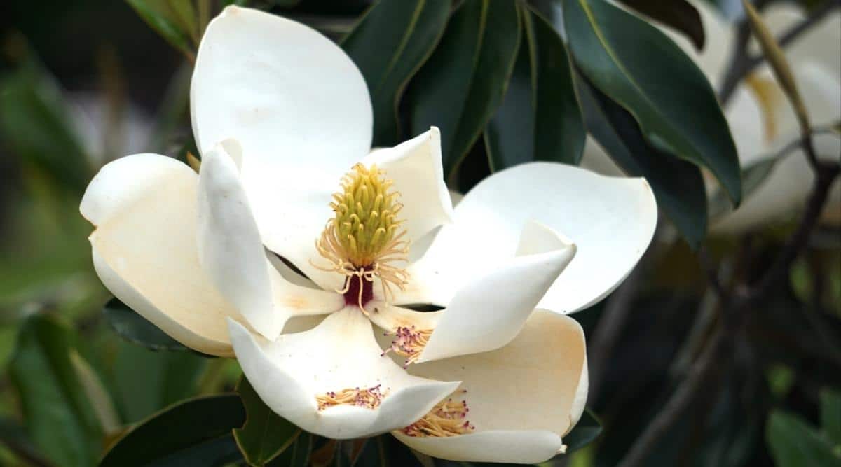 13 Types of Magnolia Trees For Florida Gardens