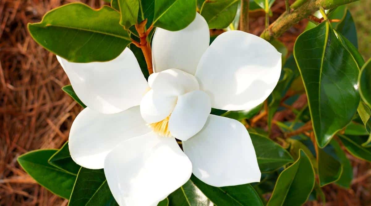 15 Varieties of Magnolia Trees With White Flowers