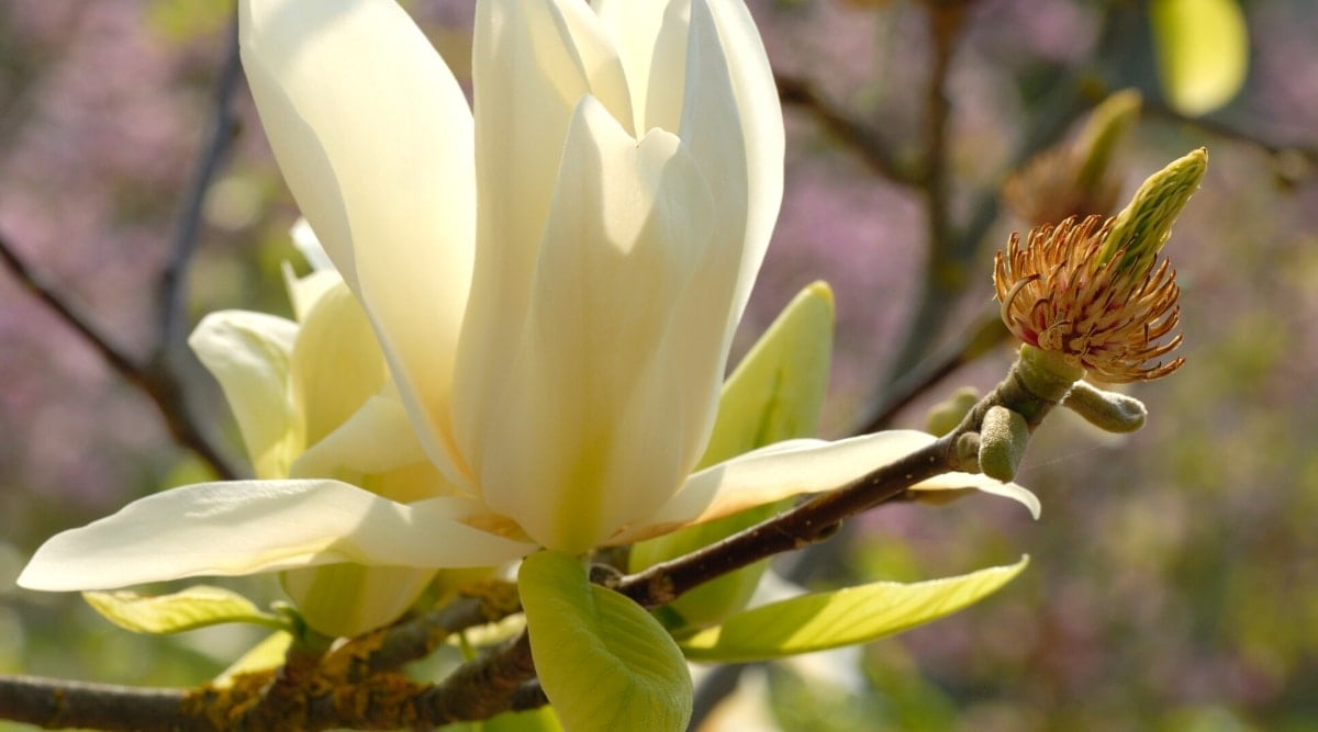 11 Different Types of Bright Yellow Magnolia Tree Varieties