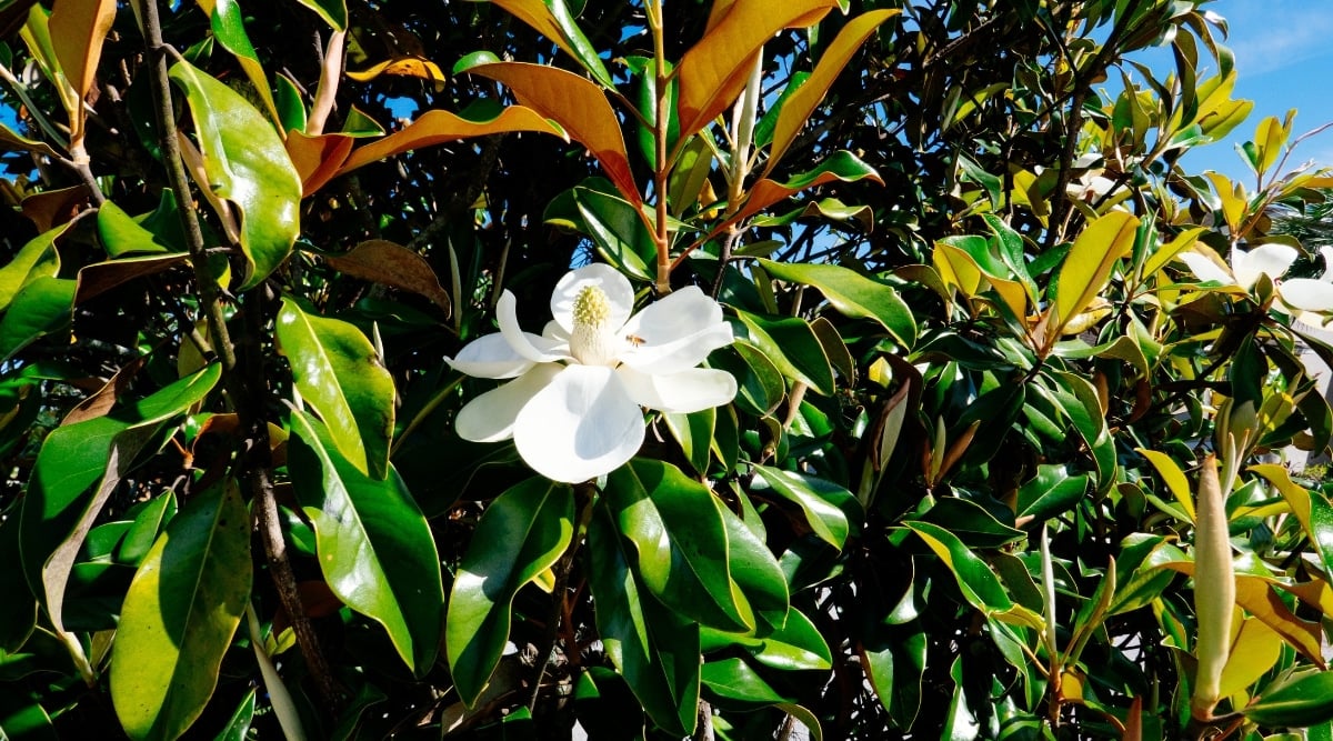 11 Common Problems With Magnolia Trees