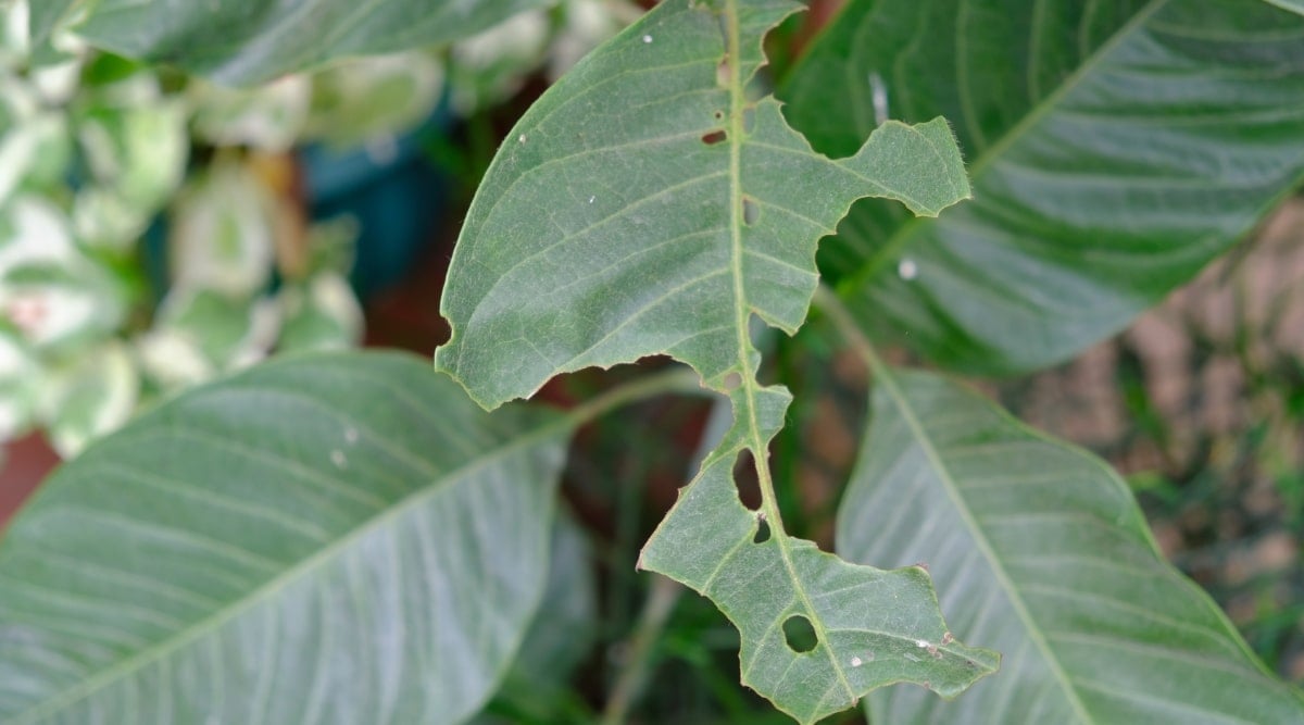 11 Common Problems With Magnolia Trees