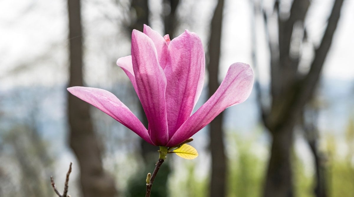 11 Different Types of Pink Flowering Magnolia Tree Varieties