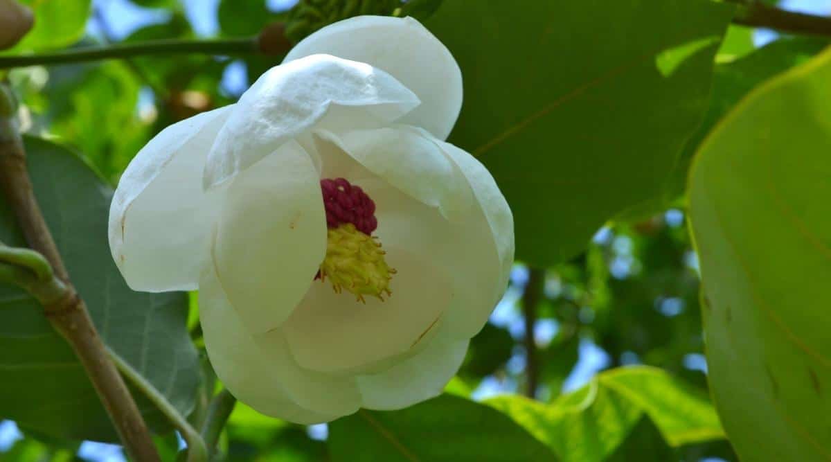 11 Dwarf Magnolia Trees For Small Gardens