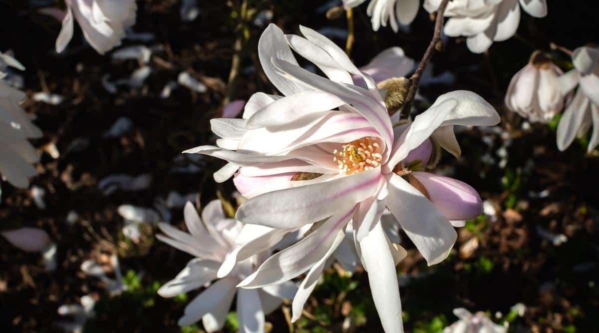 11 Dwarf Magnolia Trees For Small Gardens