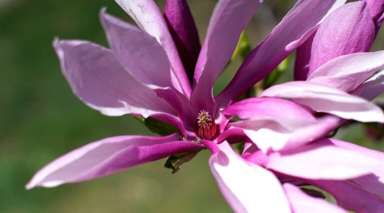 Magnolia Tree Types: Planting, Maintenance and Care