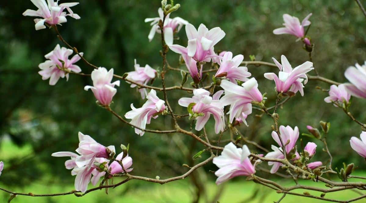11 Dwarf Magnolia Trees For Small Gardens
