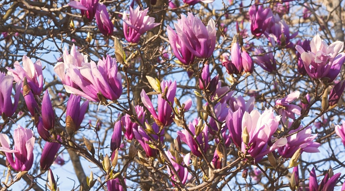 11 Different Types of Pink Flowering Magnolia Tree Varieties