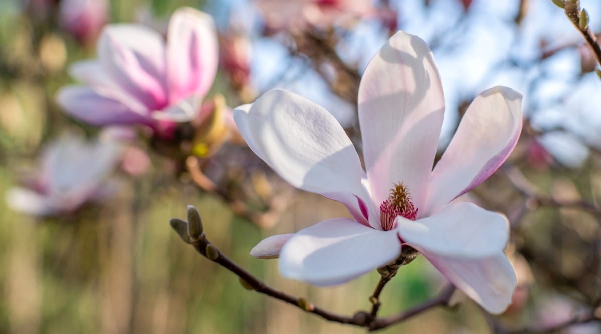 11 Different Types of Pink Flowering Magnolia Tree Varieties
