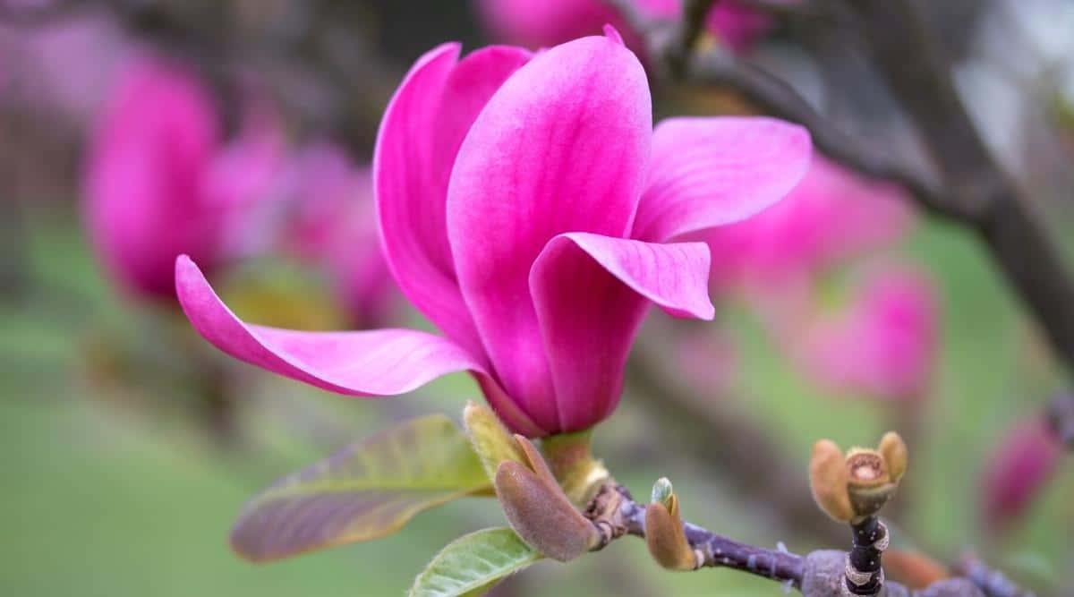 11 Dwarf Magnolia Trees For Small Gardens