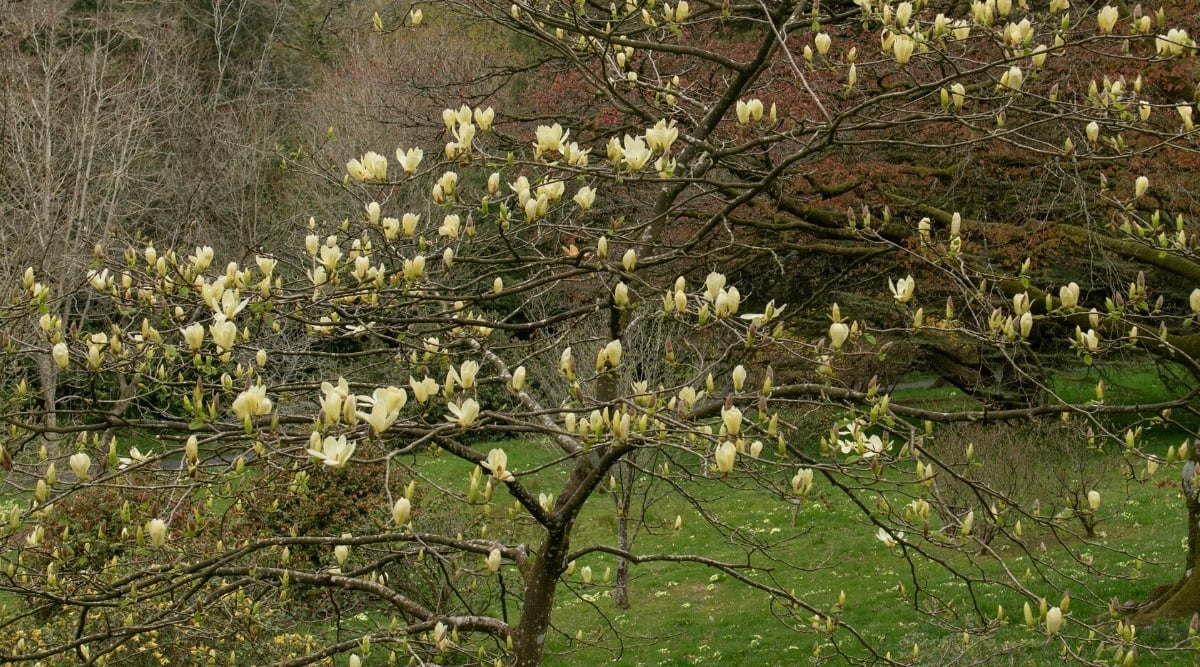 11 Different Types of Bright Yellow Magnolia Tree Varieties
