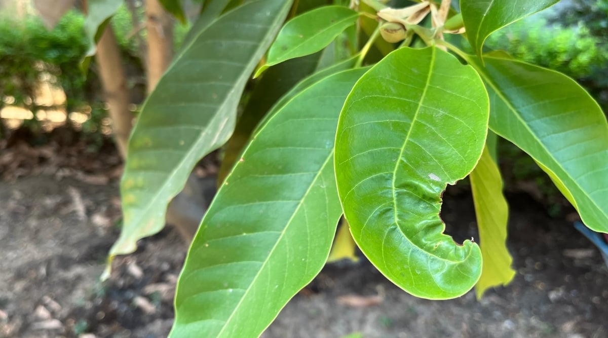 11 Common Problems With Magnolia Trees