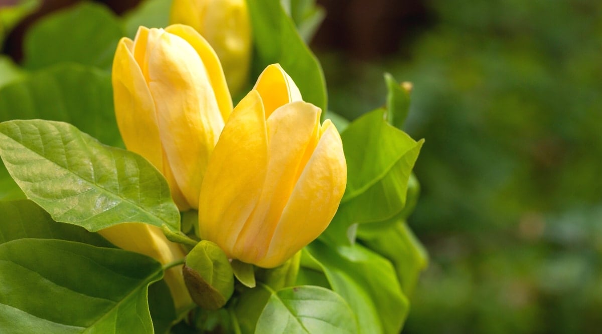 11 Different Types of Bright Yellow Magnolia Tree Varieties