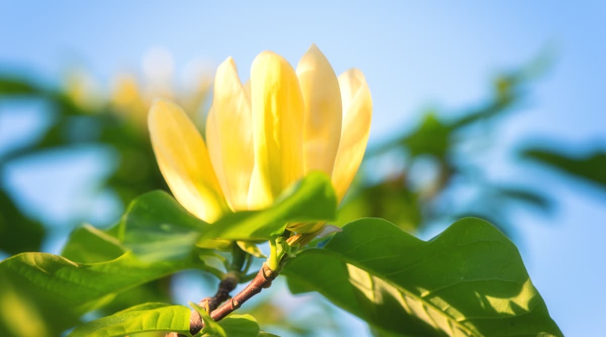 11 Different Types of Bright Yellow Magnolia Tree Varieties