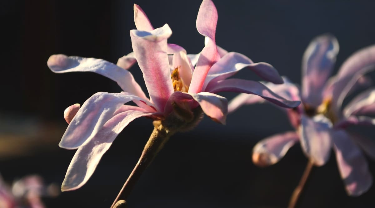 11 Different Types of Pink Flowering Magnolia Tree Varieties