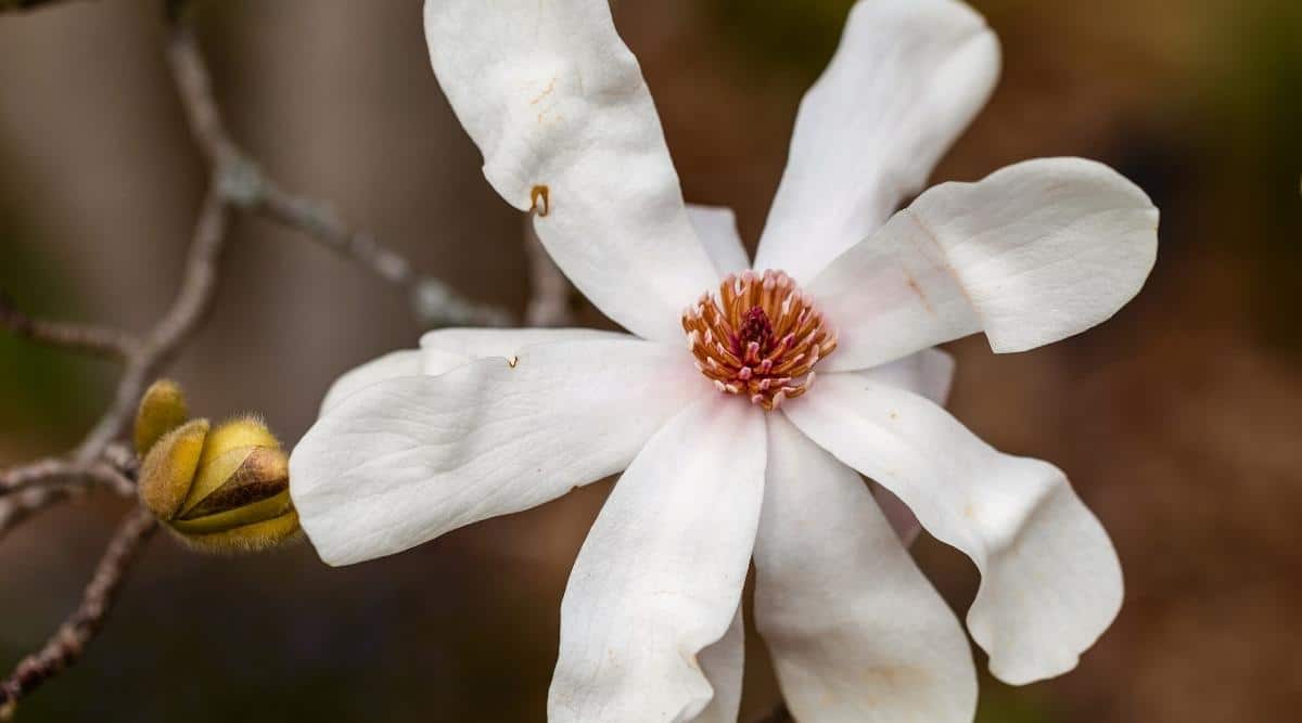 15 Varieties of Magnolia Trees With White Flowers