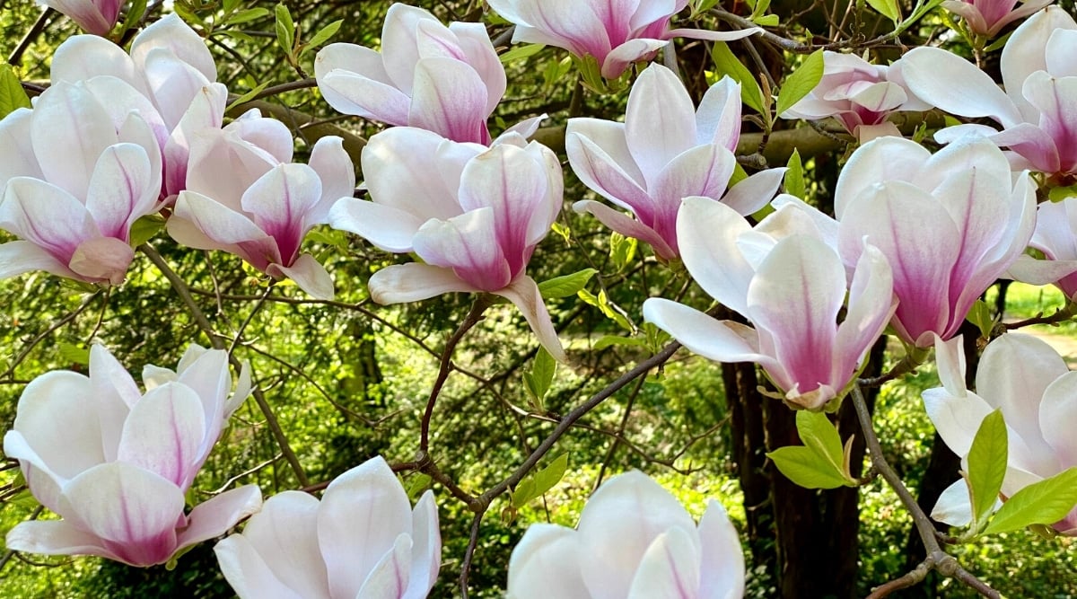 13 Types of Magnolia Trees For Florida Gardens