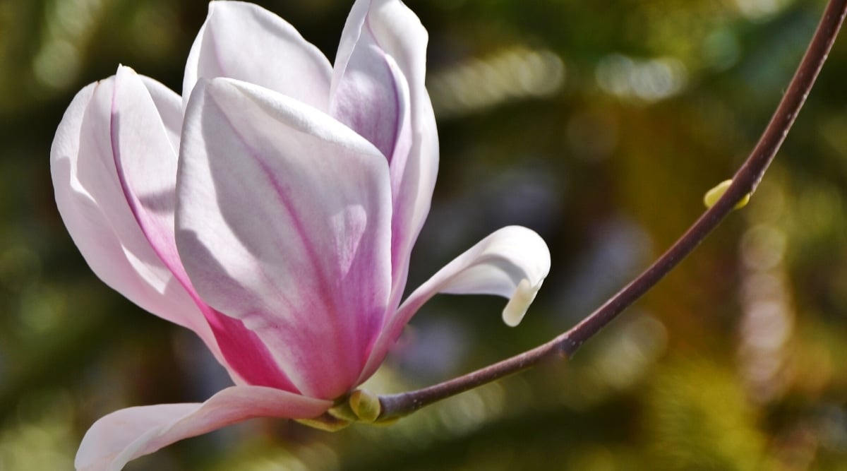11 Different Types of Pink Flowering Magnolia Tree Varieties