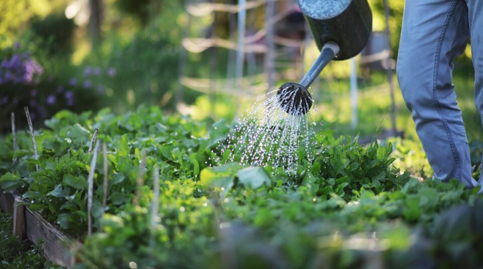 How to Identify and Manage Aphids