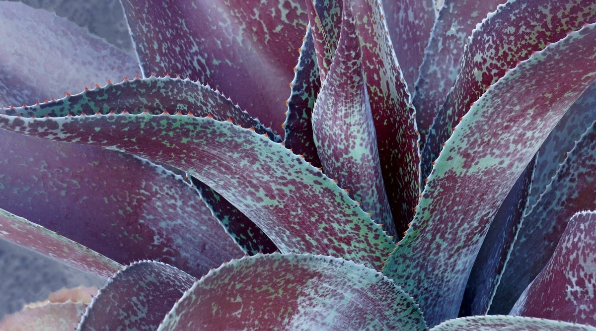 37 Different Types Purple Succulents With Names & Pictures