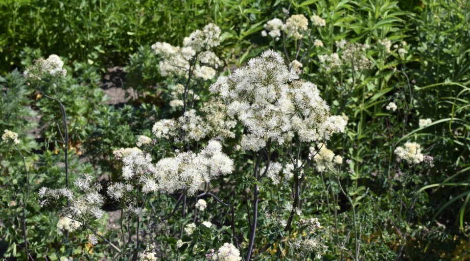 How to Plant, Grow, and Care for Meadow Rue