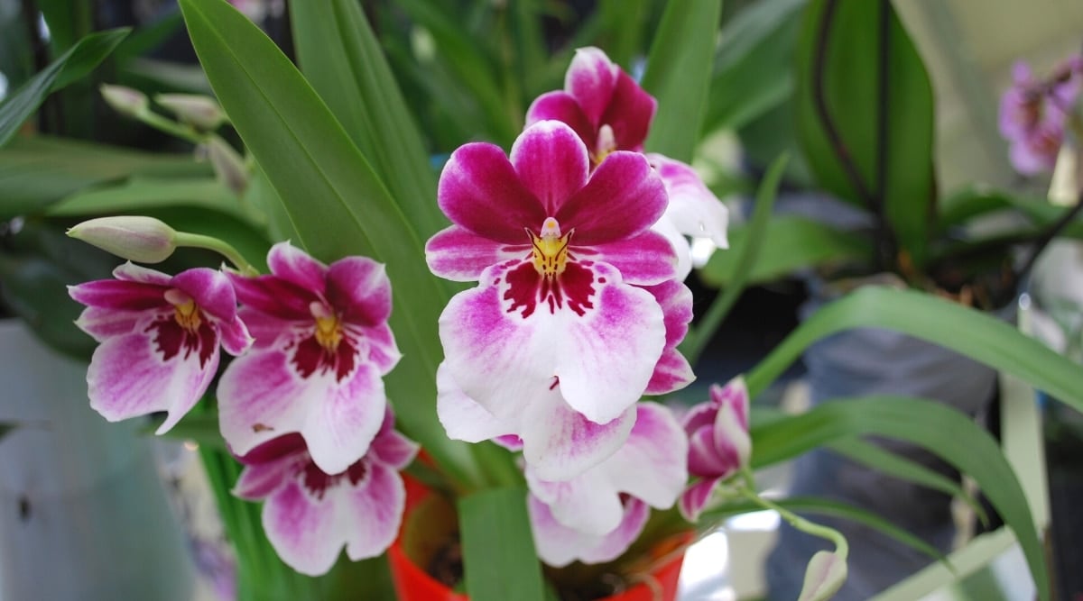 25 Different Orchids That Thrive as Indoor Houseplants