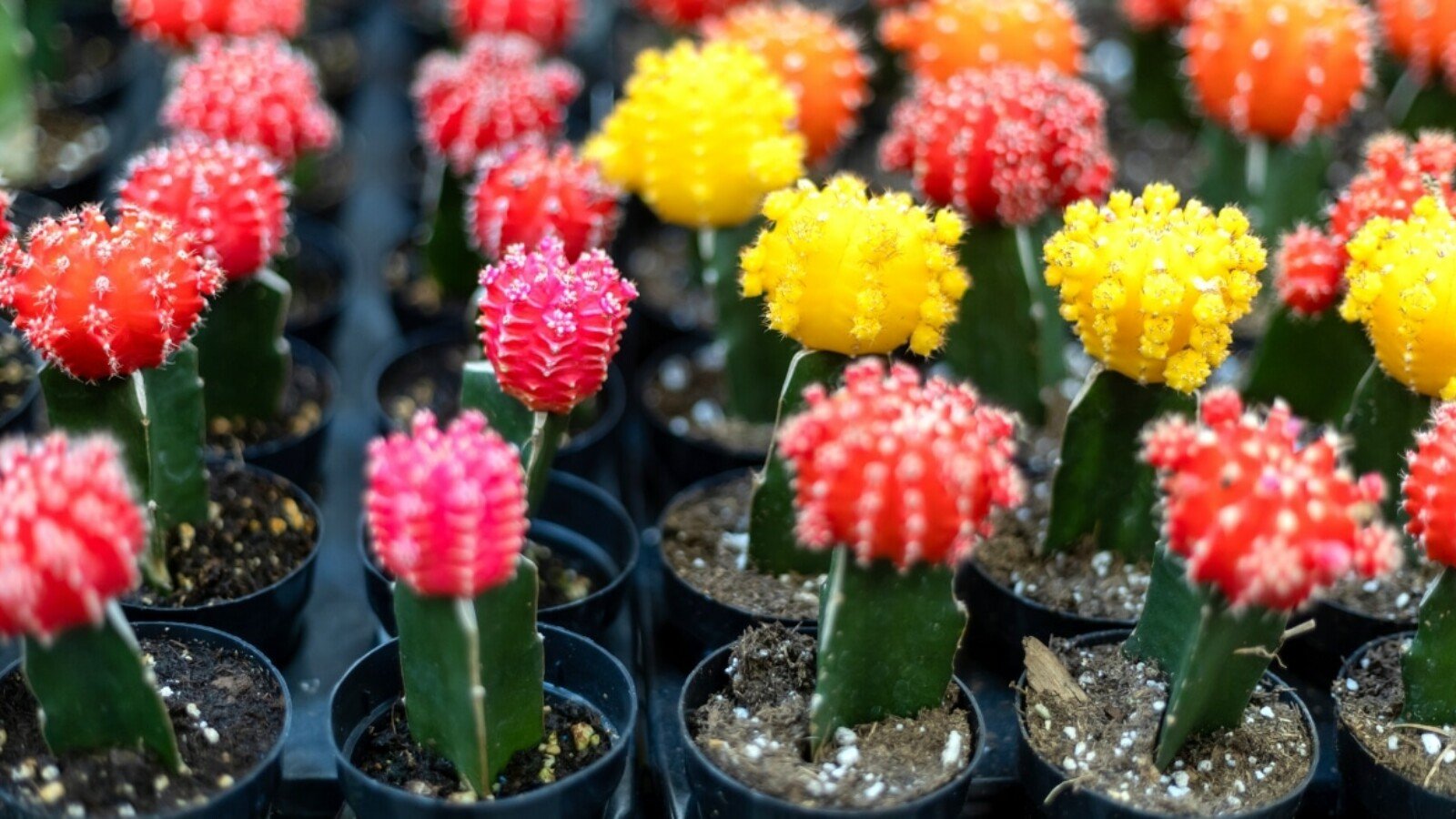 How to Plant, Grow, and Care For Moon Cactus