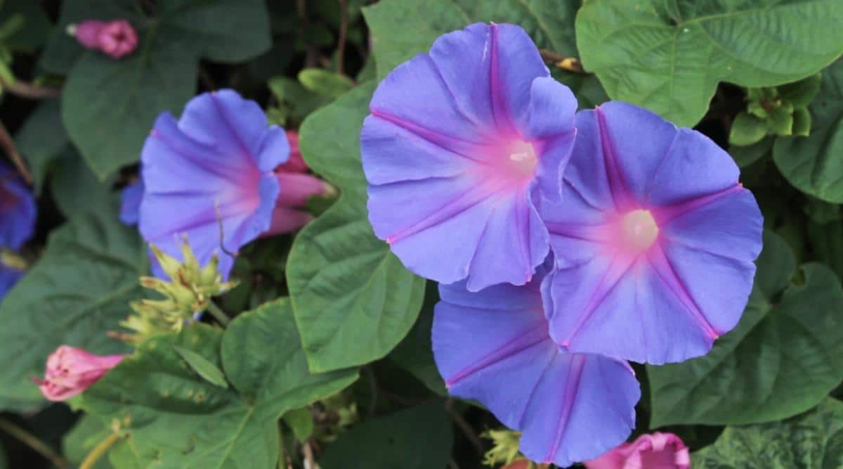 Are Morning Glories Annual, Biennial, or Perennial Plants?