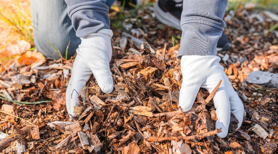 How to Feed Your Soil in the Fall in 10 Easy Steps